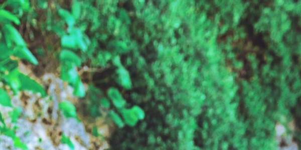 zing’s room - 멤버십