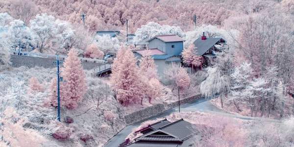 midwinter 2.: your season