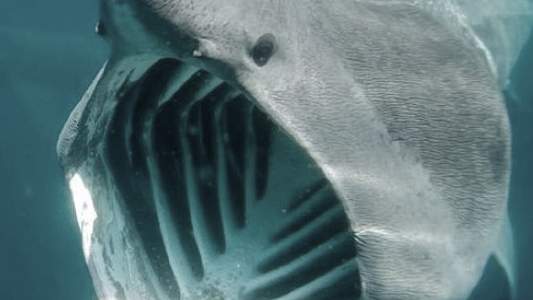 어류: 환상동물사전