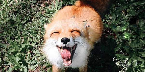 여우와 나 C: cherish