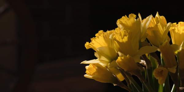[영픽추천/드레해리] Blood Daffodils.: Repello Muggletum