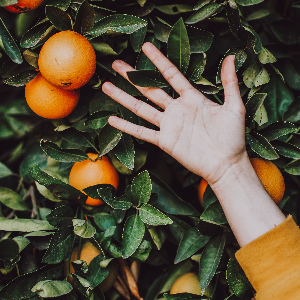 43: keep a memory green