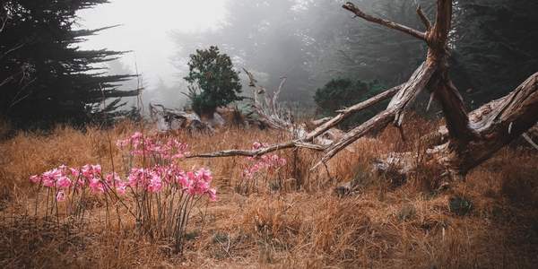 XV.The Devil: Alpheus