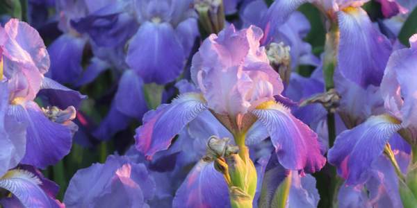 𝙸𝚛𝚒𝚜 𝚝𝚘 𝙽𝚎𝚑𝚎𝚖𝚘𝚝𝚑: 浪漫