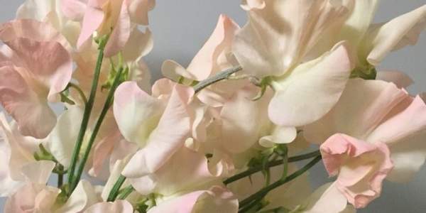 Sweat pea: 포스타입 채널