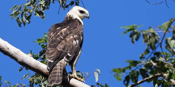 9. 플로레스뿔매(Flores hawk-eagle): 세계의 맹금류