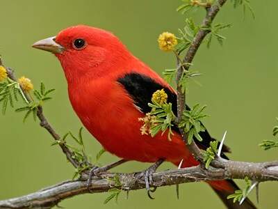 Carey Blythe Clark: 자캐