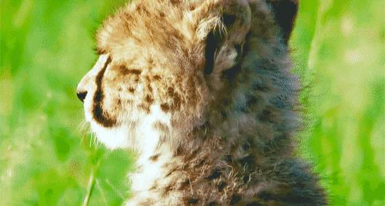 Lovelylove 4: Countless Love