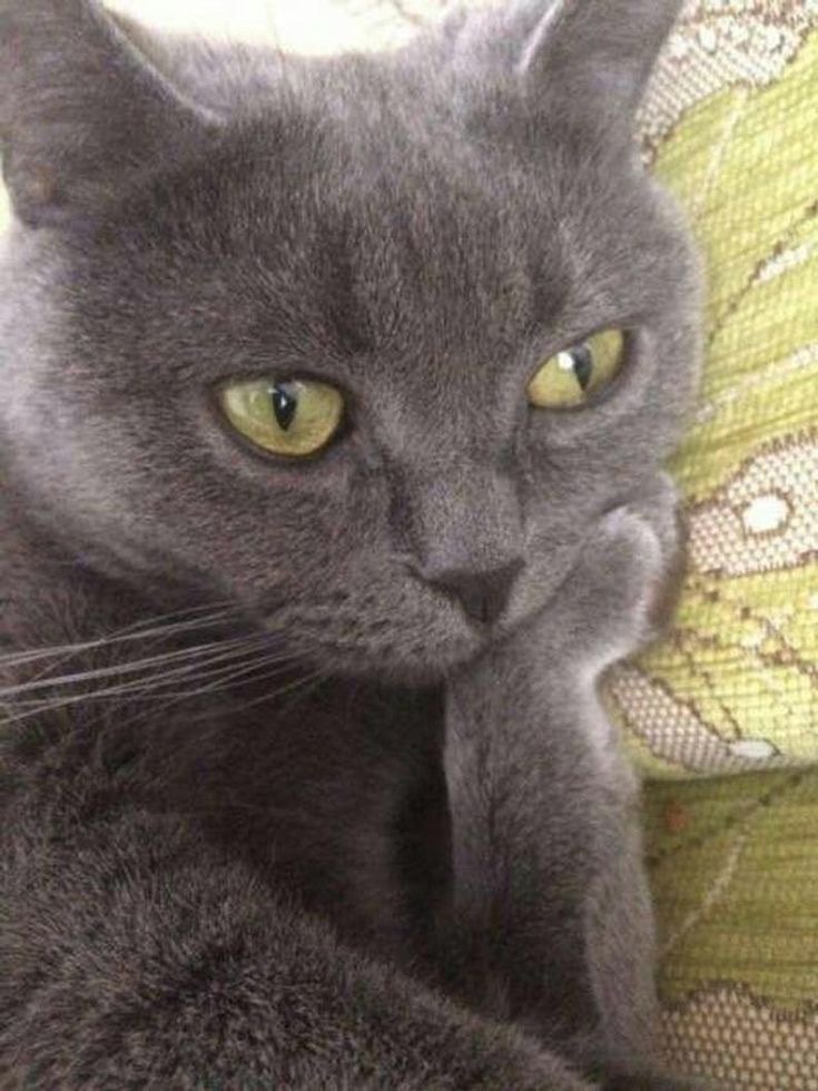 통못자균냥이 上: NPSMX-SMO