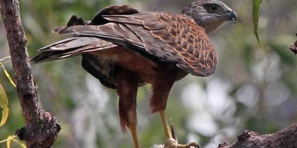 24. 붉은참매(Red goshawk): 세계의 맹금류