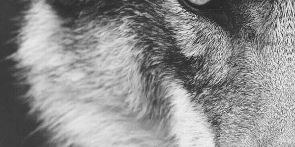 Blind Wolf 01: 제사크