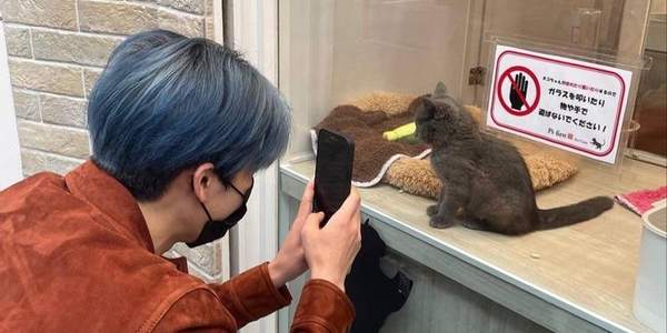 이제노 쌍둥이 SSUL 3: Cherry Blossom