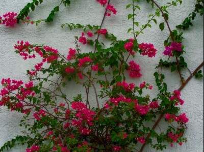 산은 산이고 물은 물이고, 바람은 바람이고 비는 비일 뿐: 즐거운 지식