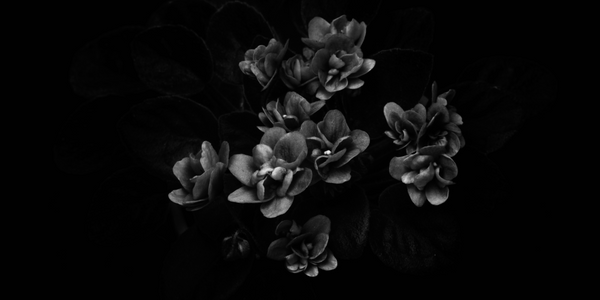 Vain 3: 단풍나무