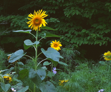 Shu: 포스타입 채널