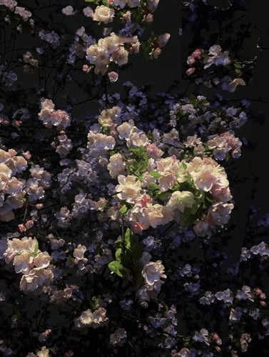 𝐏𝐀𝐍𝐂𝐈𝐓𝐘: 포스타입 채널