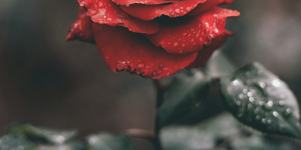 [두광] Time for Roses 4: Mondlicht