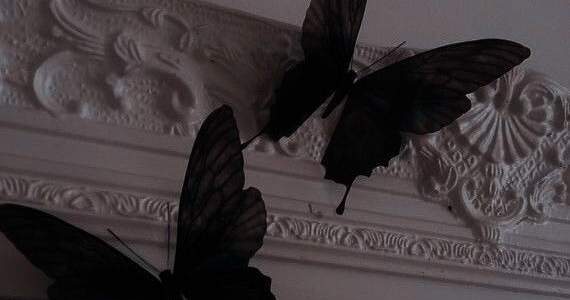 𝕿𝖎𝖒𝖊𝖑𝖎𝖓𝖊: Lotus Garden