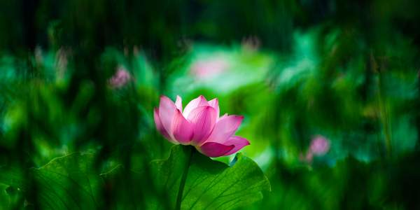 Lotus: Salon of Adonis amurensis