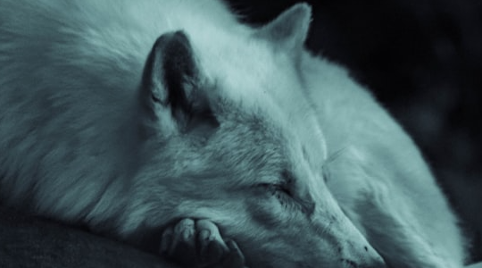 Wolf's Pure love 02: Fic World 2