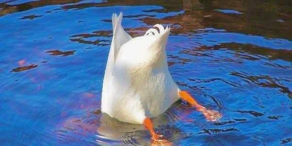 MMD -> Mon Mirror Duck: 포스타입 채널